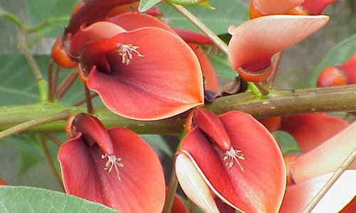 La niña Anahí y el mito de la flor del ceibo | Sobre Leyendas : Sobre ...