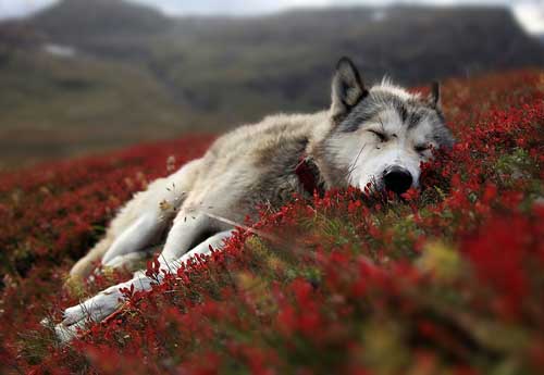 La leyenda de la Reina Loba | Sobre Leyendas : Sobre Leyendas