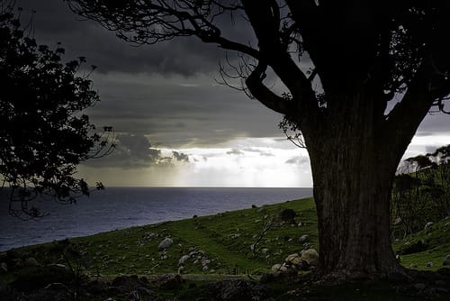 Moehau, el Yeti de Nueva Zelanda | Sobre Leyendas : Sobre Leyendas